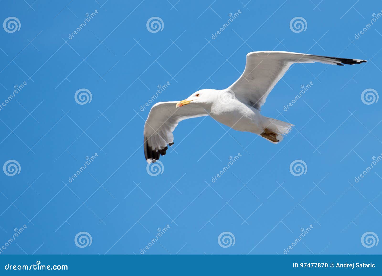 Single Seagull Flying Bird with Open Wings on Clear Blue Sky Stock ...