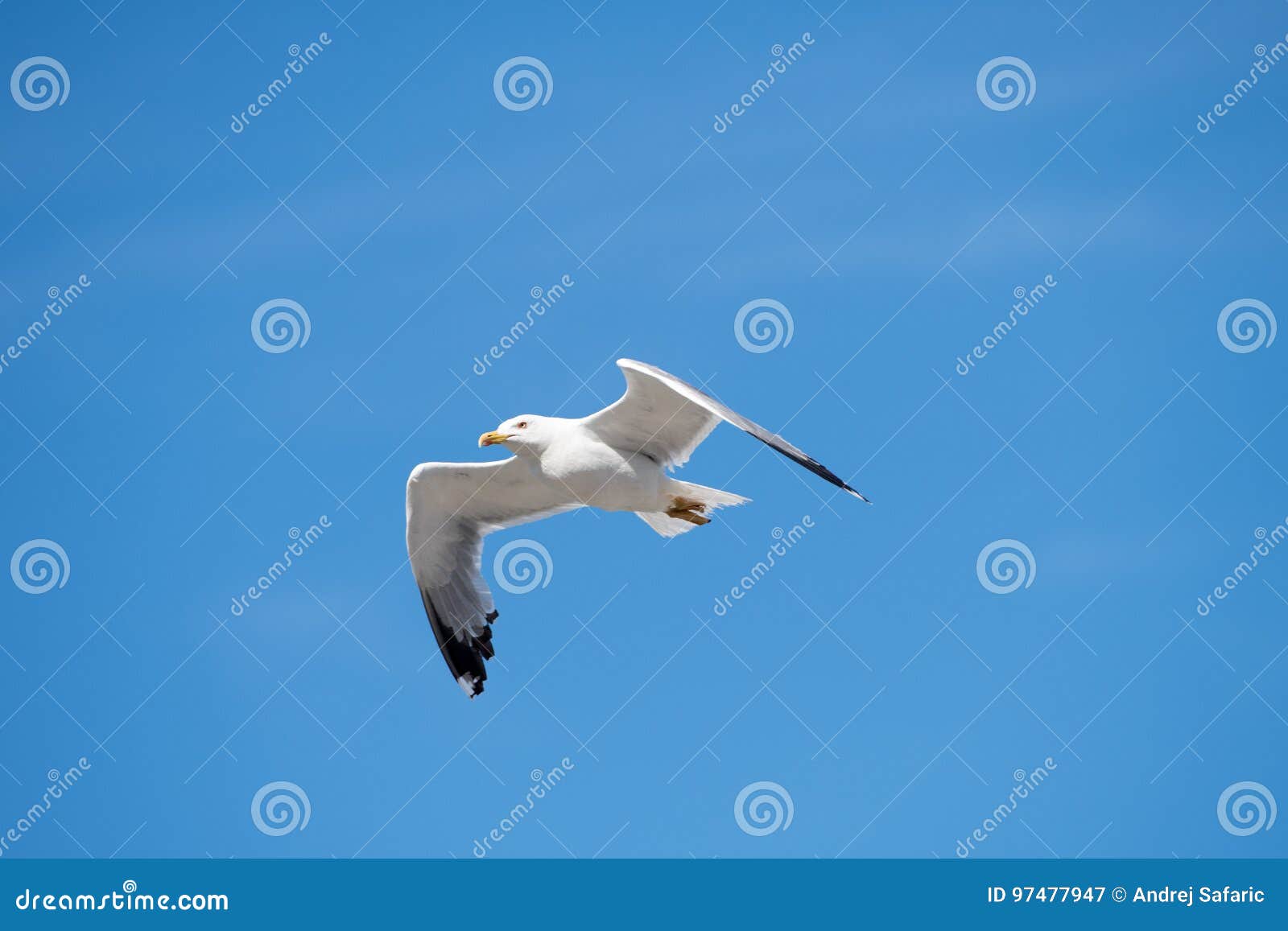 Single Seagull Flying Bird with Open Wings on Clear Blue Sky Stock ...