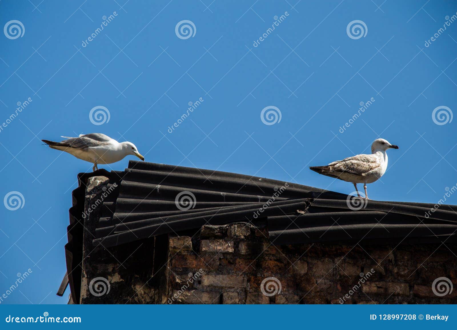 Single Seagull Over the Roof of Building Stock Photo - Image of bird ...