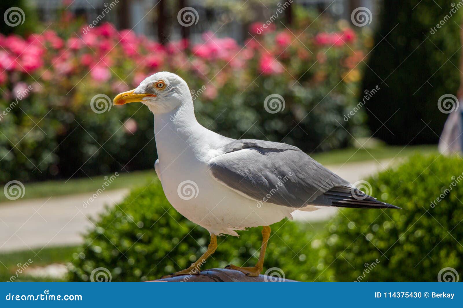 Single Seagull in the Rose Garden Stock Photo - Image of waether, gull ...