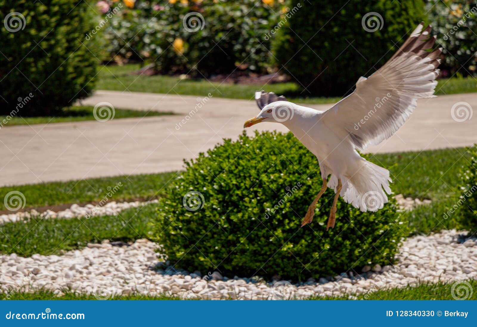 Single Seagull in the Rose Garden Stock Photo - Image of street, blue ...