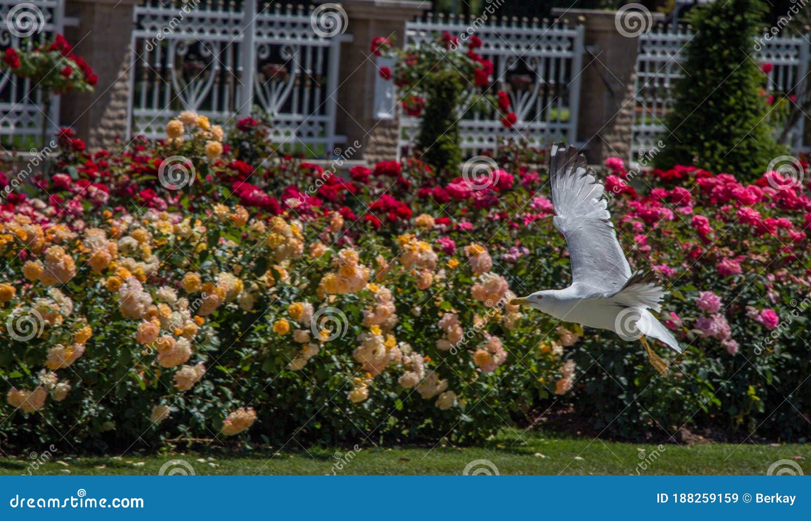 Single Seagull in the Rose Garden Stock Image - Image of feather ...