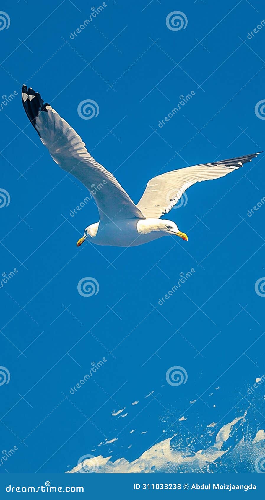 Seagull Soaring Through Your Garden Stock Photo | CartoonDealer.com #295777038