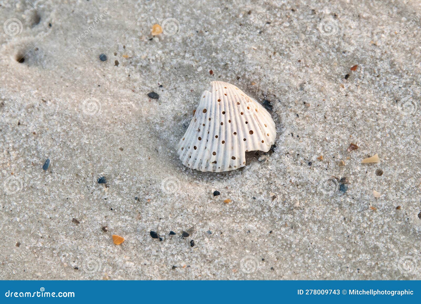 Single Seashell Stranded on the Beach Stock Image - Image of nature ...