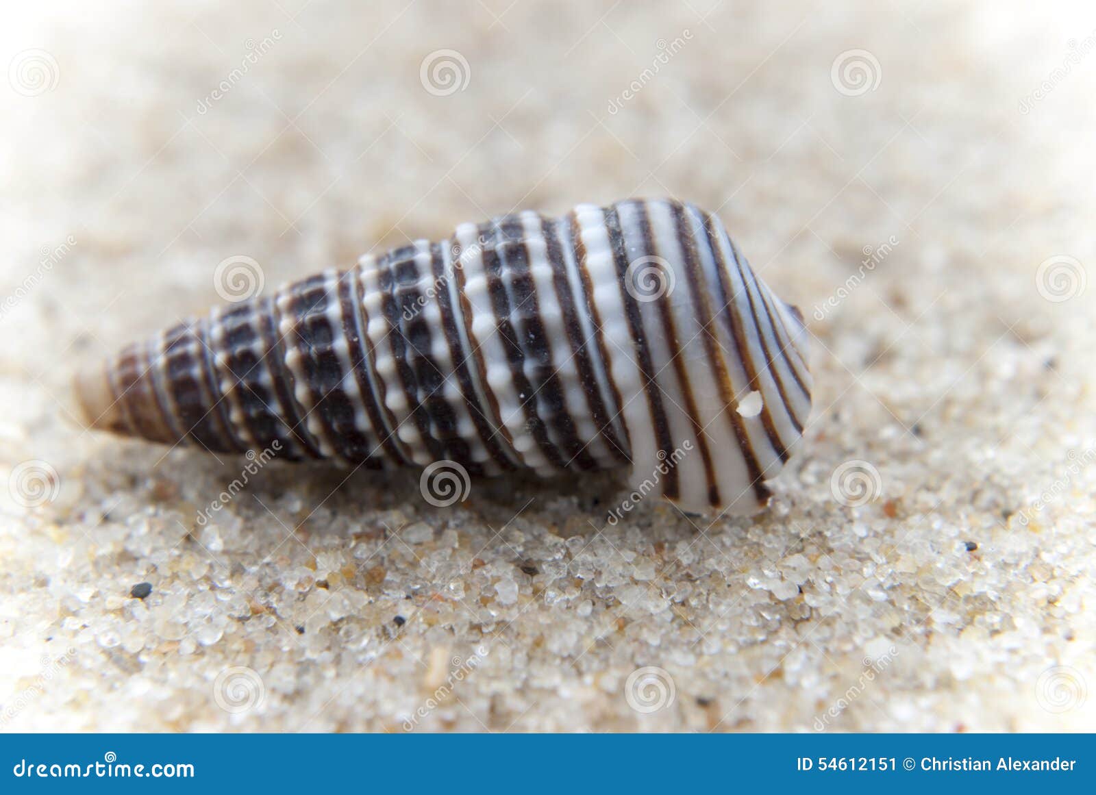 Single seashell stock image. Image of snail, pattern - 54612151