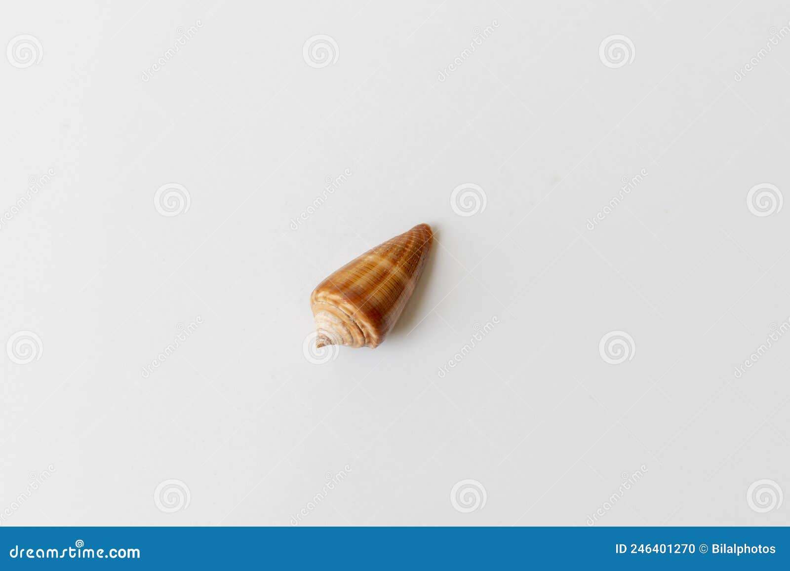 Single Seashell with Copy Space Stock Photo - Image of external, beach ...