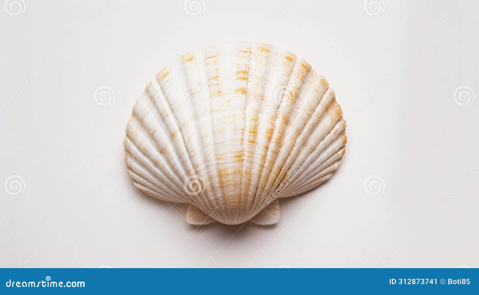 A Single Seashell, Delicately Placed Against a Colored Background ...