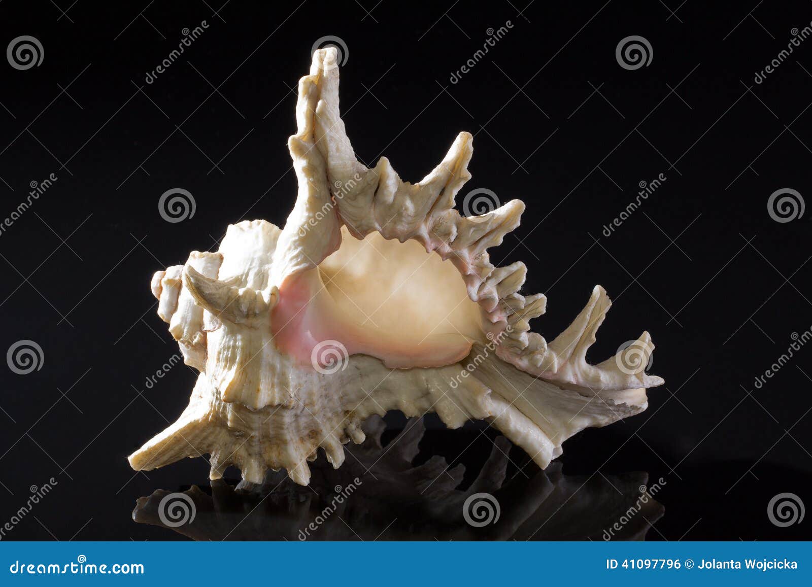 Single Seashell Isolated on Black Background Stock Photo - Image of ...