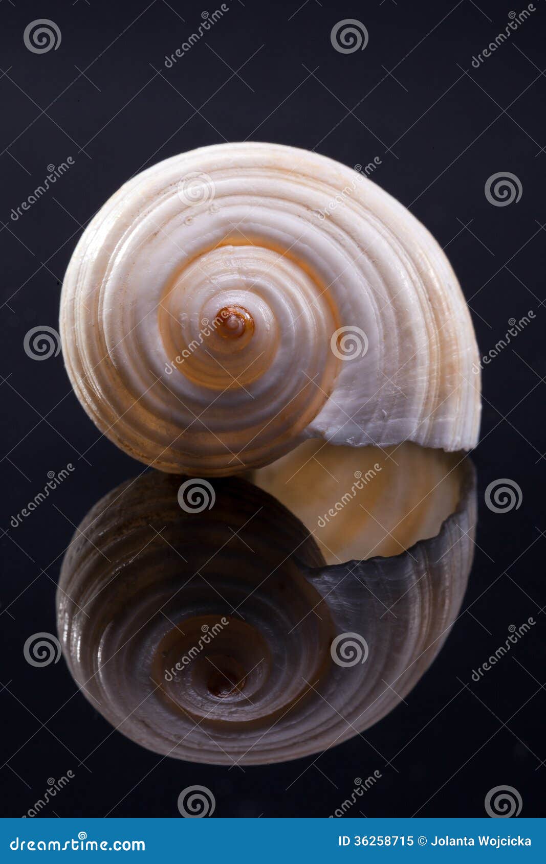 Single Seashell Isolated on Black Background with Reflection Stock ...