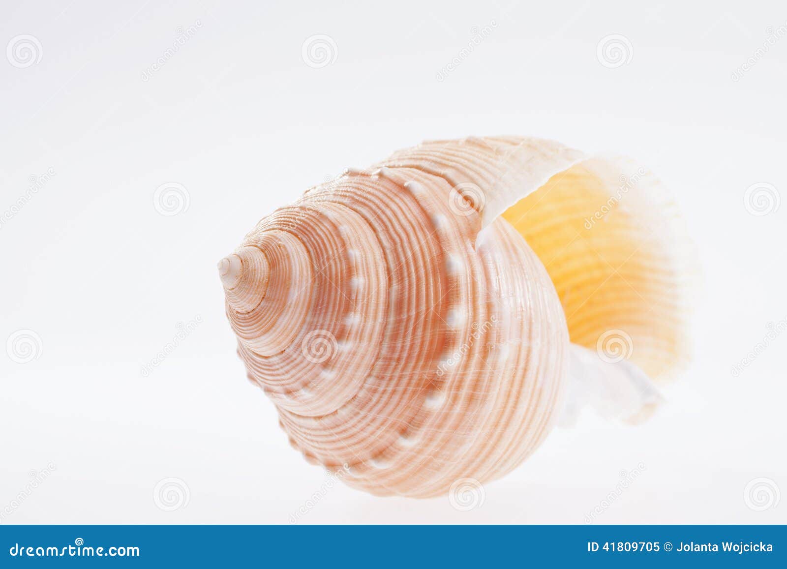Single Seashell Isolated on White Background Stock Image - Image of ...