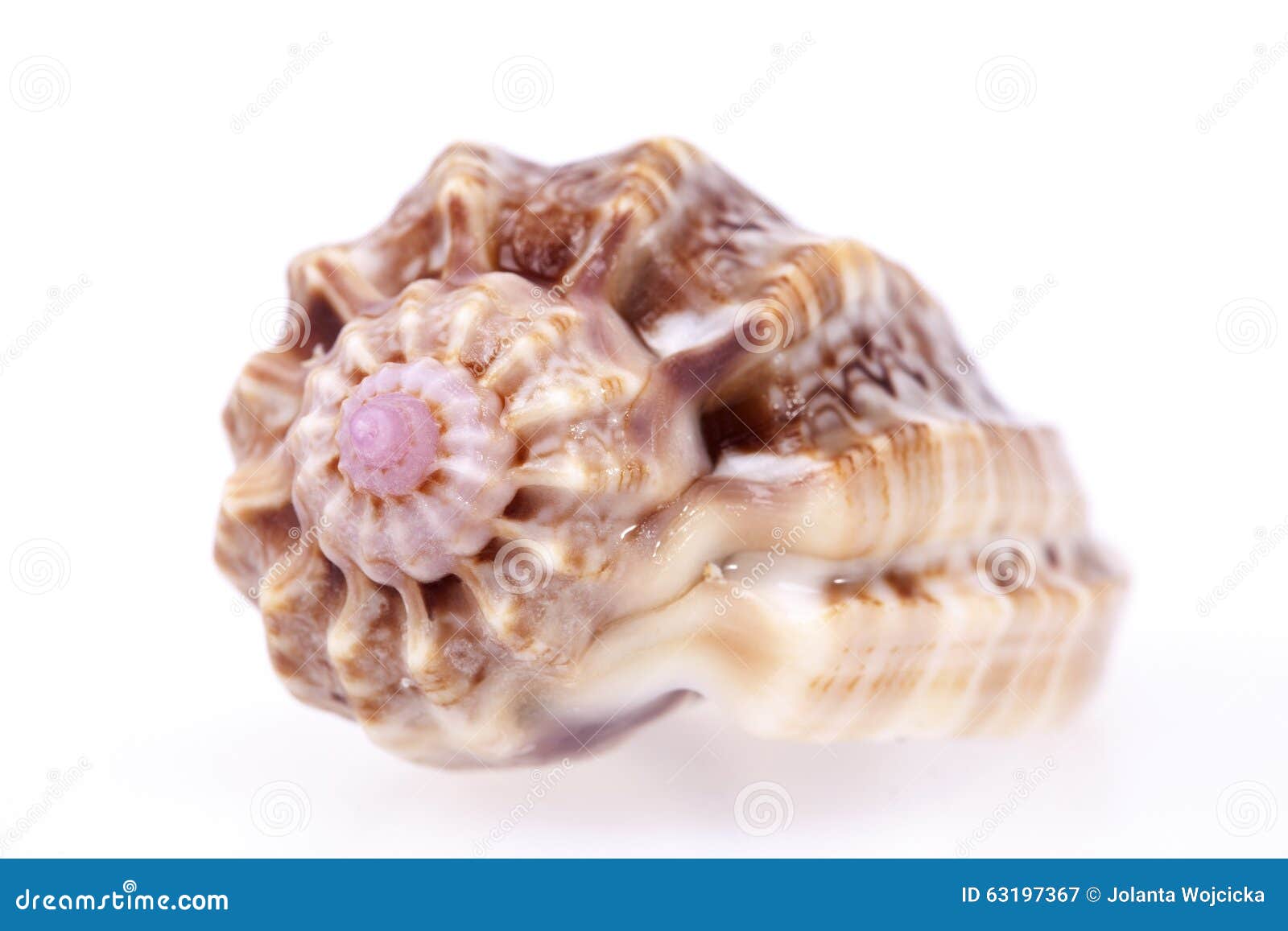 Single Seashell Isolated on White Background, Close Up Stock Image ...