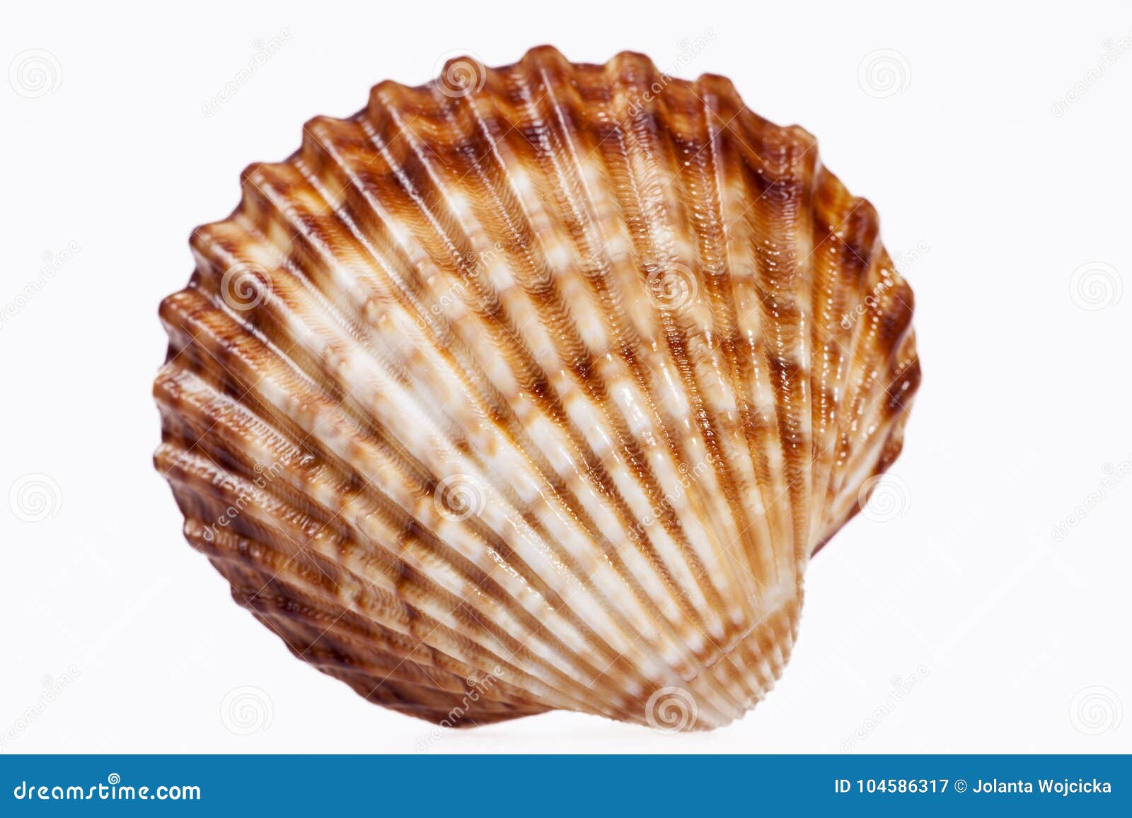 Single Seashell Isolated on White Background Stock Image - Image of ...
