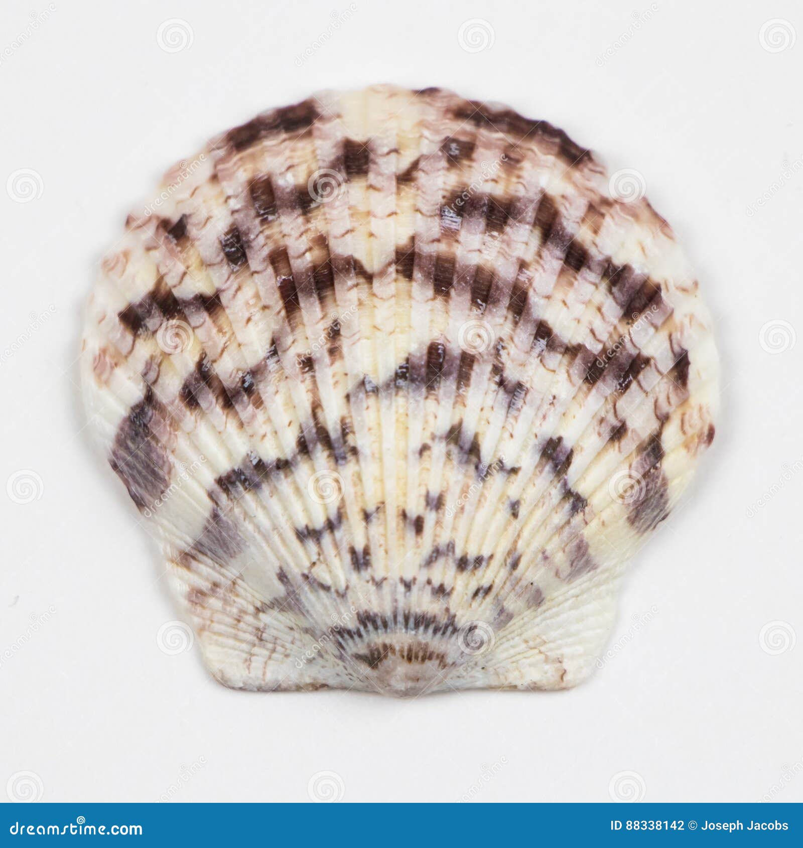 Single Seashell Isolated on White Stock Photo - Image of mollusk ...