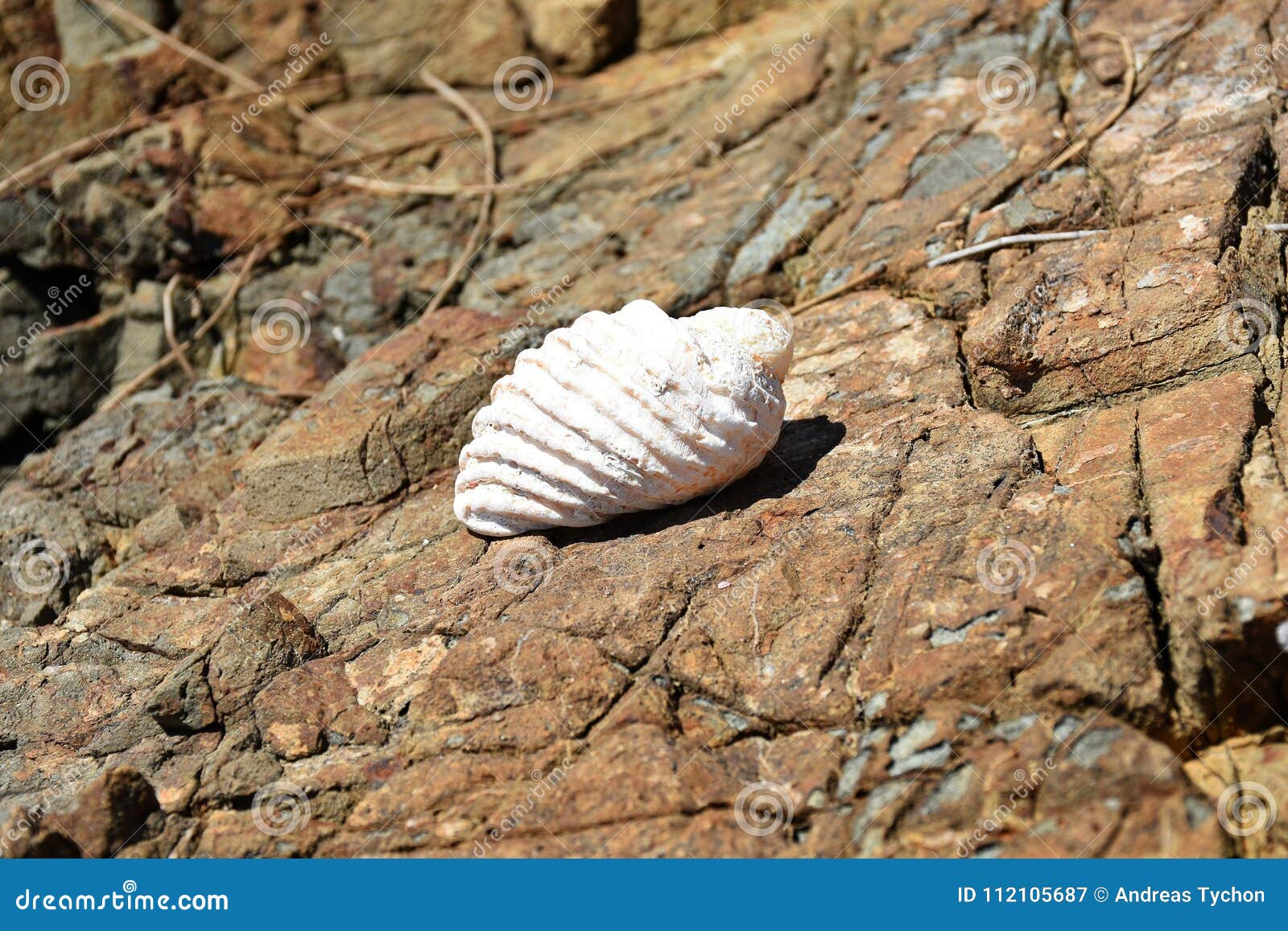Single seashell on rocks stock image. Image of nature - 112105687