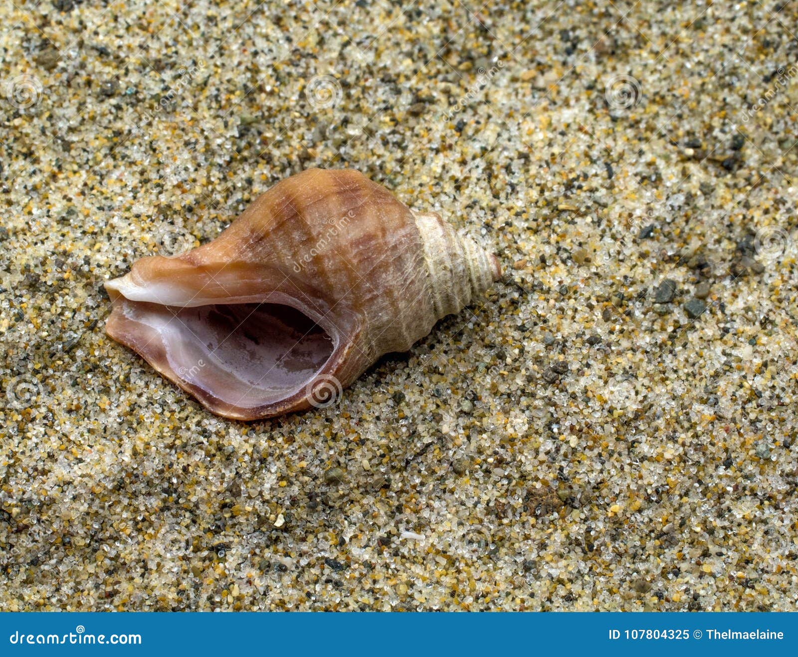 Single Seashell in the Sand Stock Image - Image of seashell, beachcomb ...