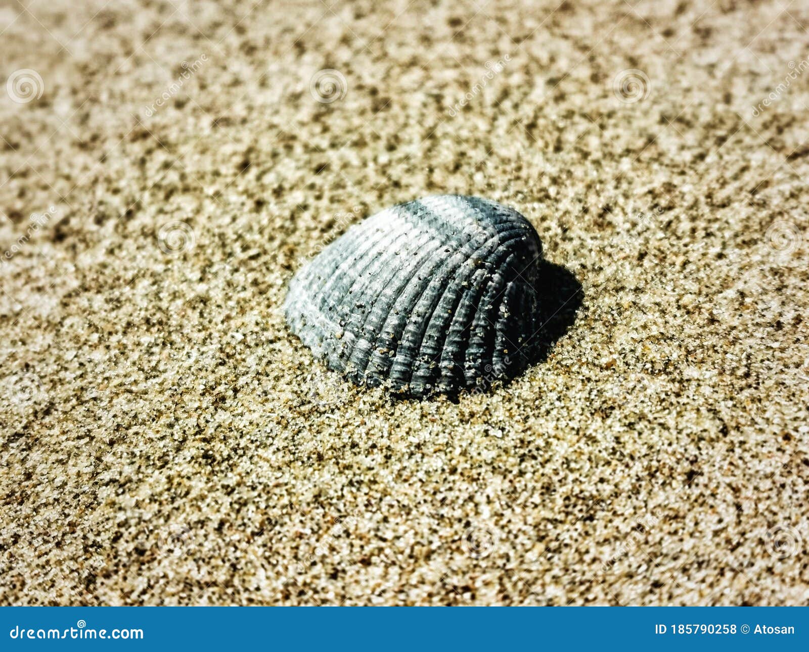 A Single Seashell on Sandy Beach Stock Photo - Image of luminosity ...