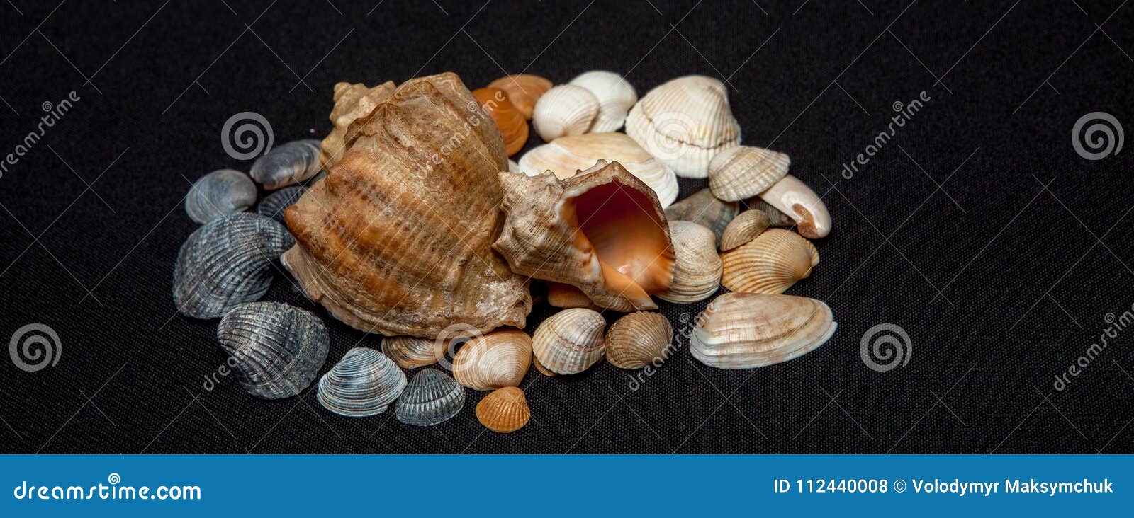 Single Seashell Standing on Small Shells on Black Background Stock ...