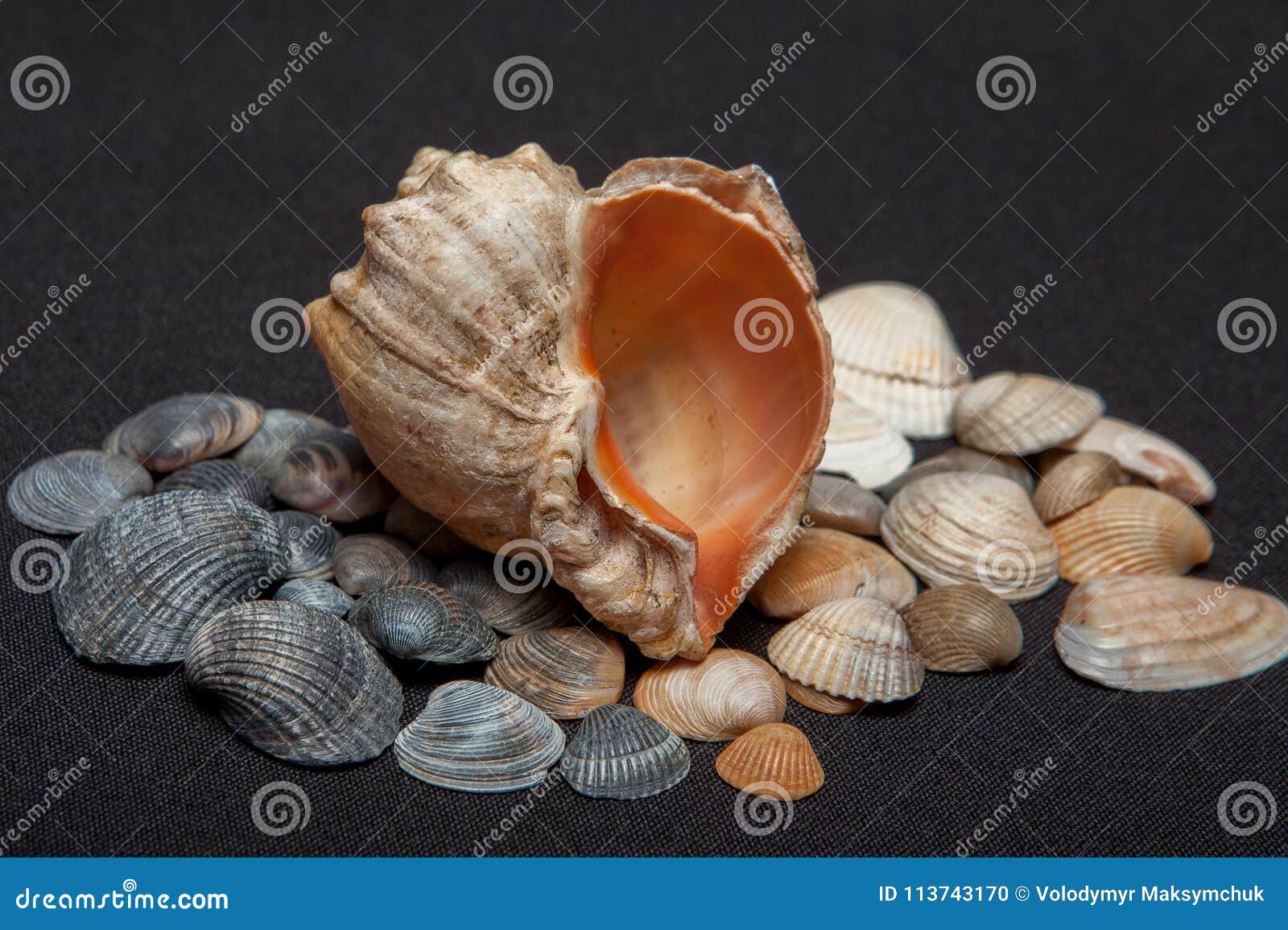 Single Seashell Standing on Small Shells on Black Background Stock ...