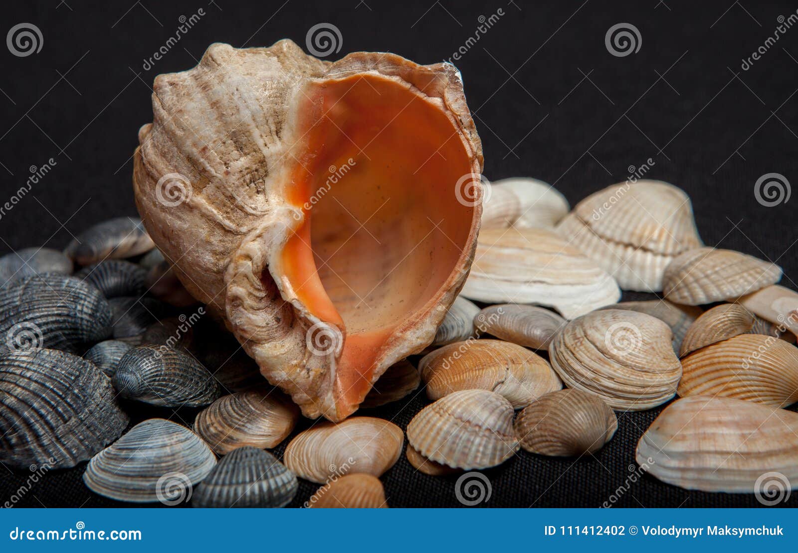 Single Seashell Standing on Small Shells Isolated on Black Background ...