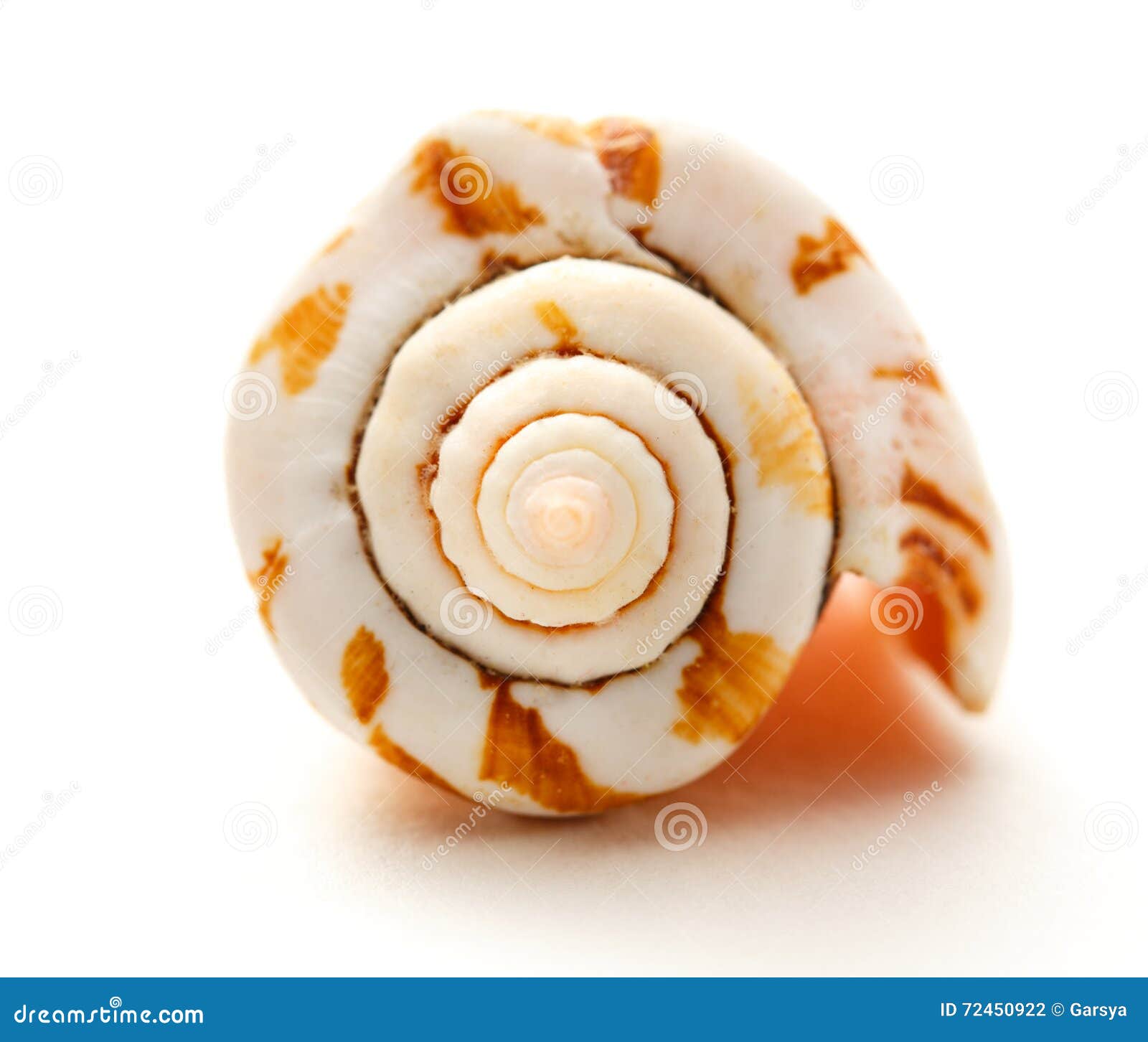 Single Seashell on White Background Stock Photo - Image of seashell ...