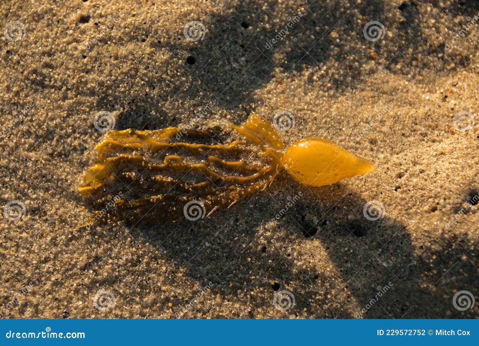 Single Seaweed stock photo. Image of bulb, beach, seaweed - 229572752
