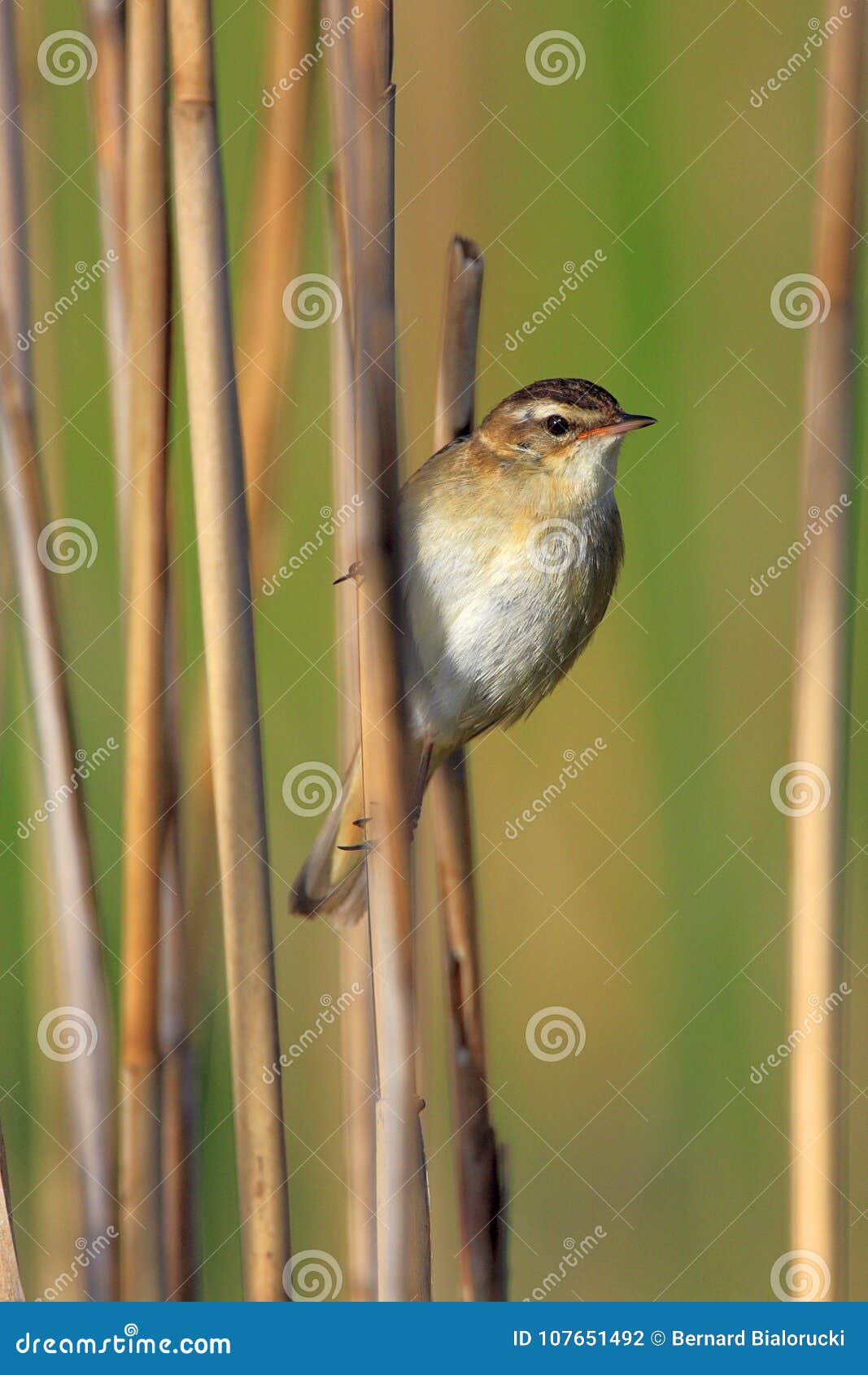 Single Sedge Warbler Bird on a Reed Stem Stock Photo - Image of park ...