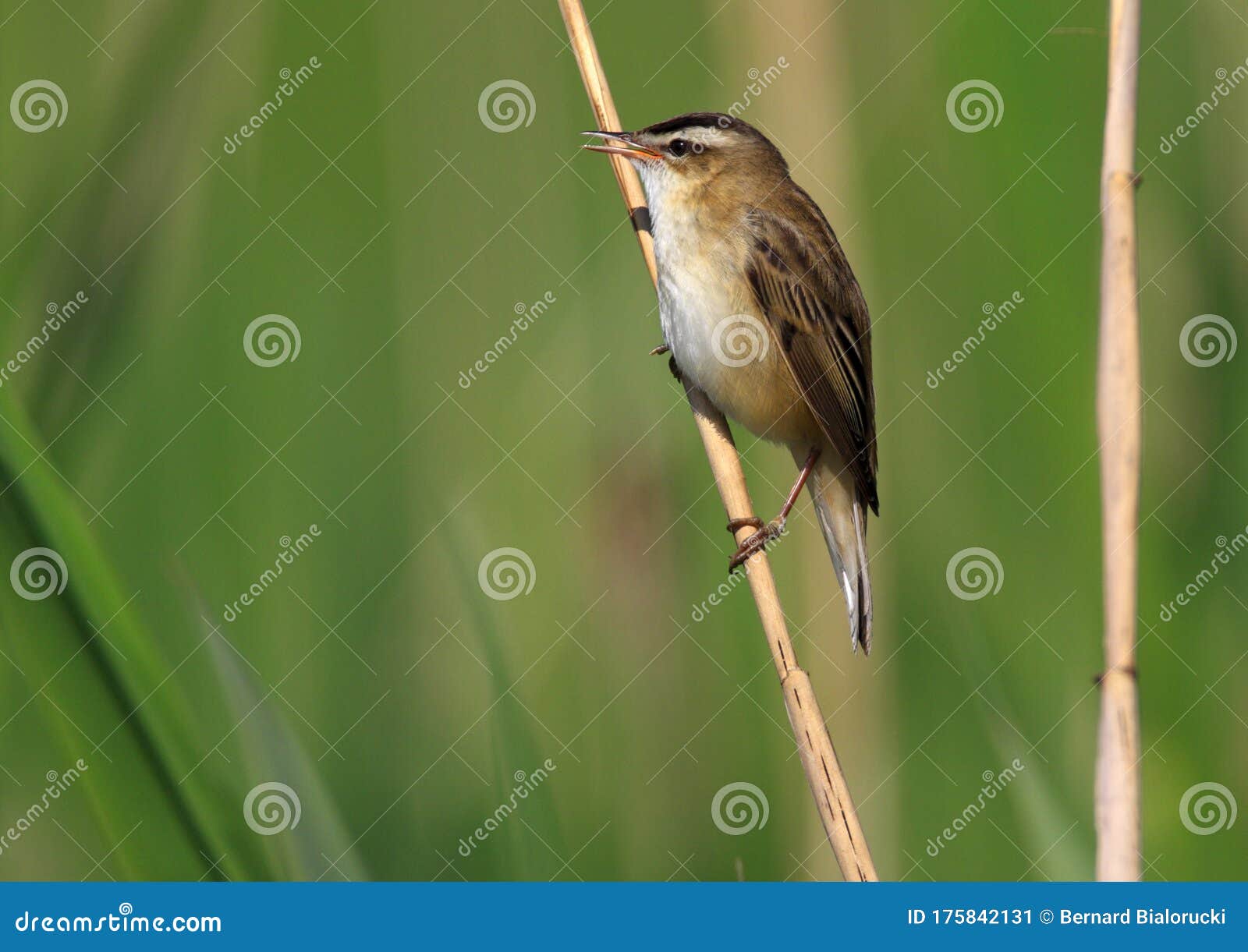 Single Sedge Warbler Bird on a Reed Stem during a Spring Nesting Period ...