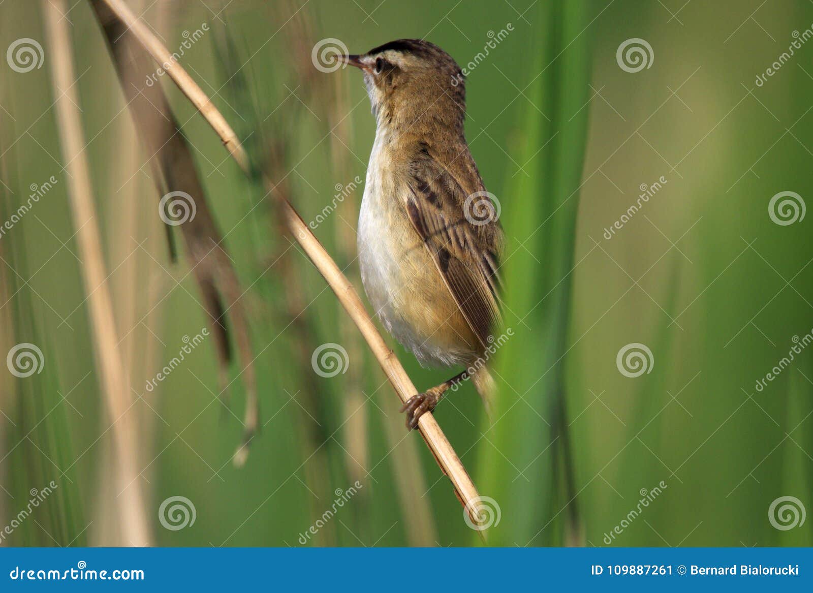 Single Sedge Warbler Bird on a Reed Stem during a Spring Nesting Stock ...