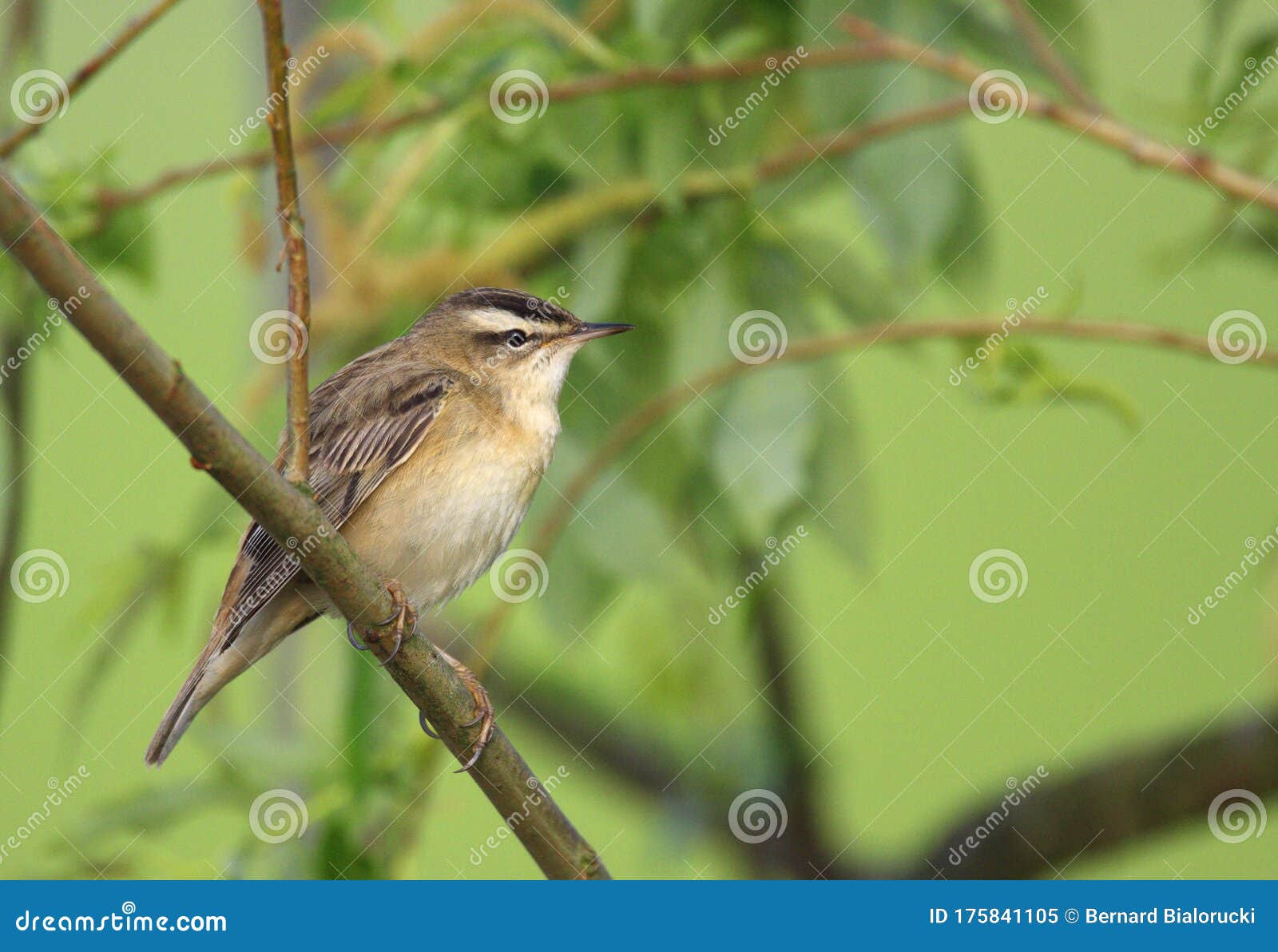 Single Sedge Warbler Bird on a Tree Branch during a Spring Nesting ...