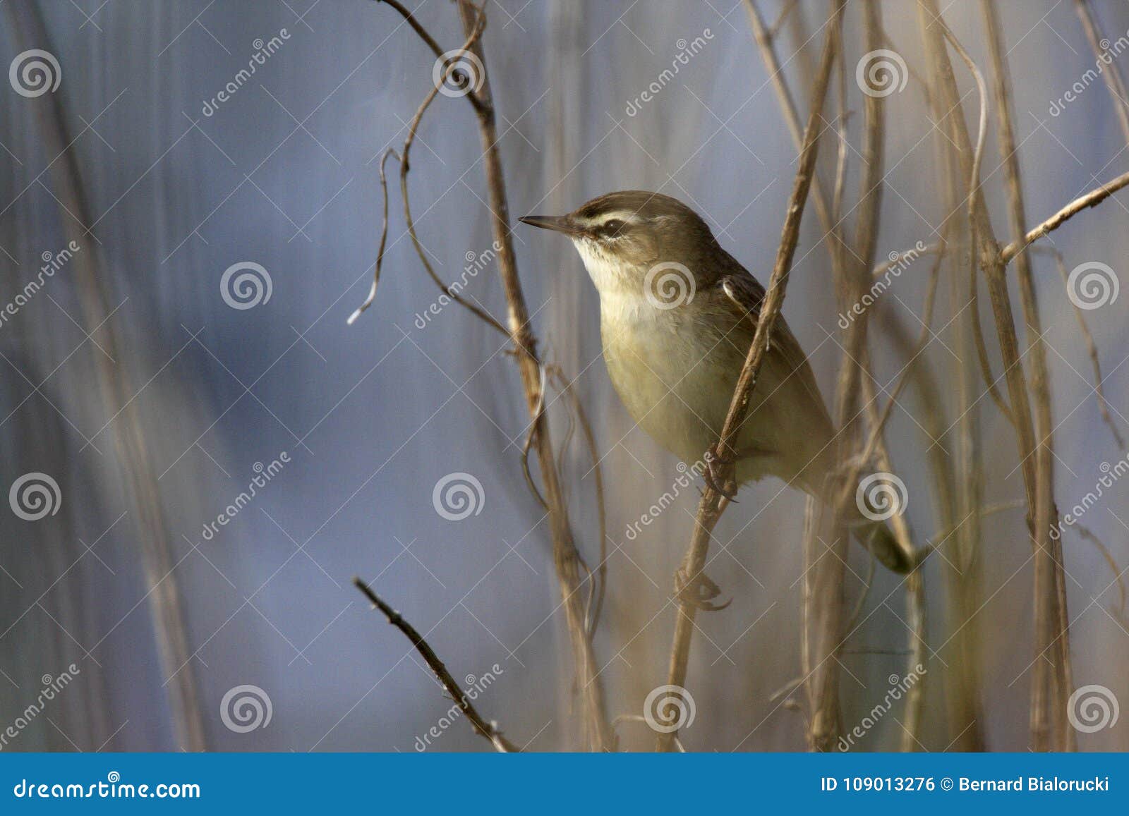 Single Sedge Warbler Bird on a Tree Branch in Spring Season Stock Photo ...