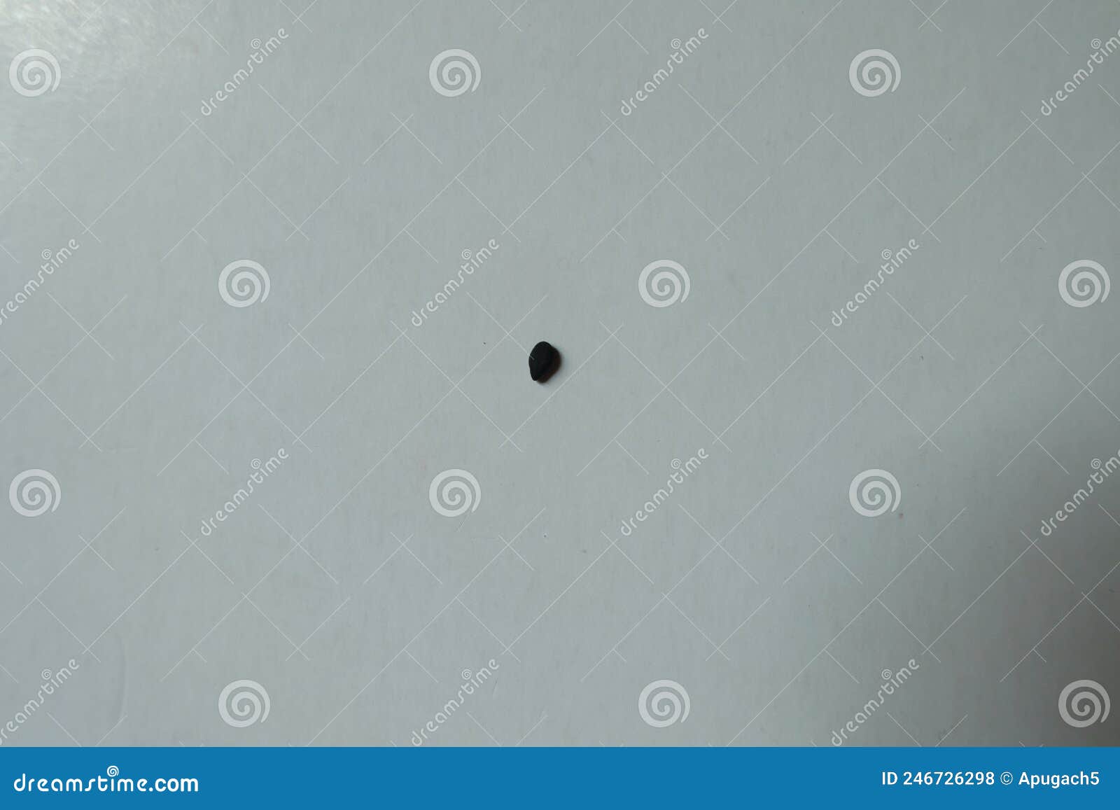 Single Seed of Black Sesame Stock Photo - Image of gourmet, food: 246726298