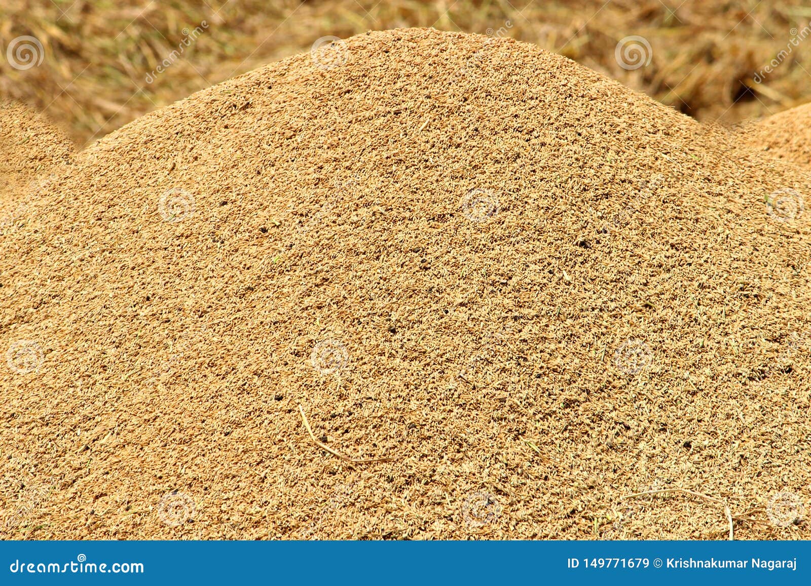 Single Seed Pile of Paddy Grain Stock Image - Image of natural, grained ...