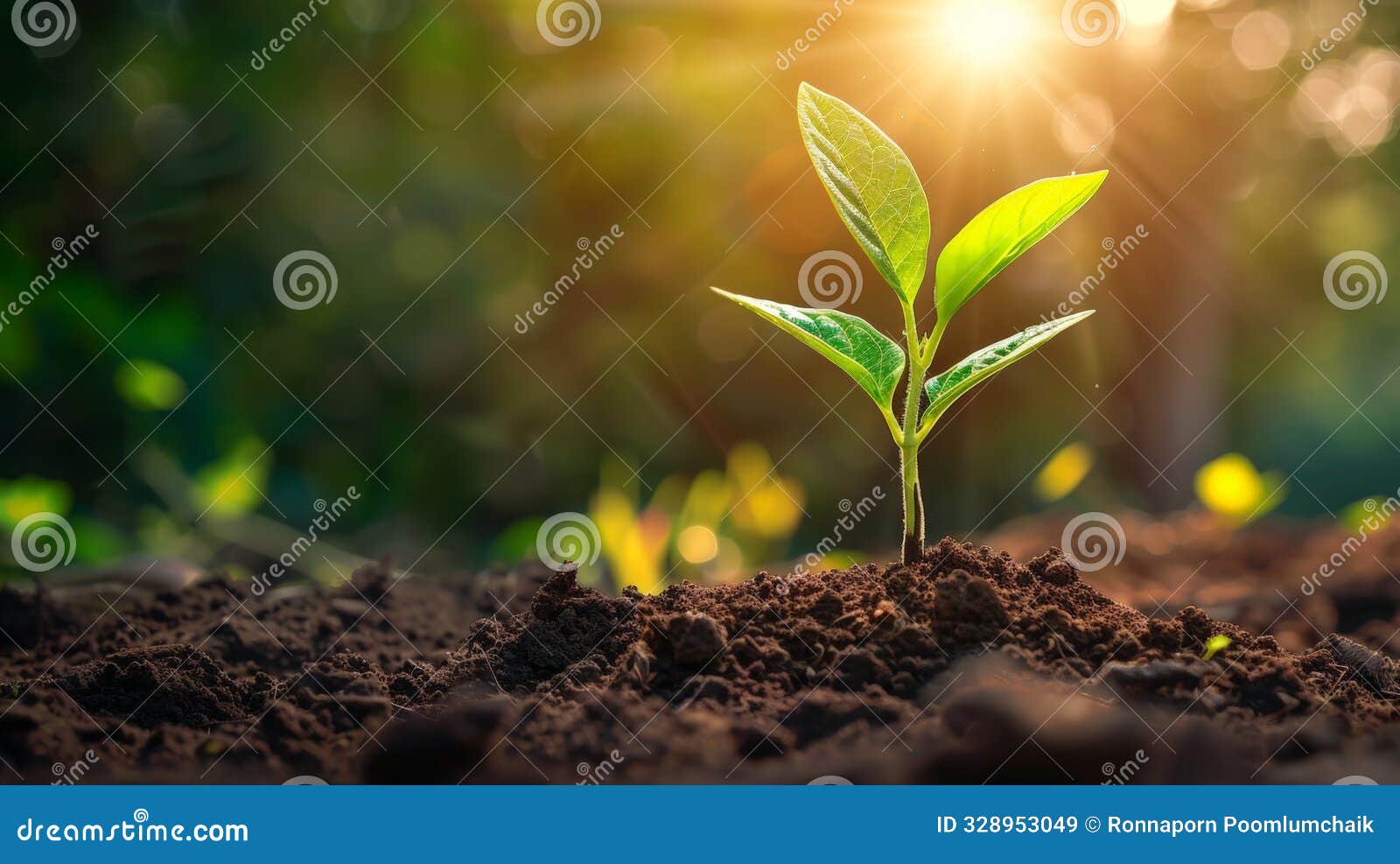 A Single Seed Germinating in Fertile Soil, Representing the Potential ...