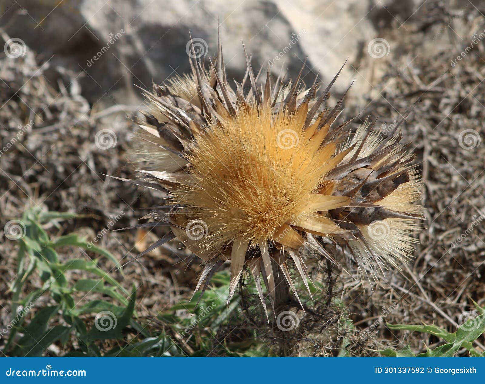 Single Seed Head on Thistle Type Plant, Malta Stock Photo - Image of ...