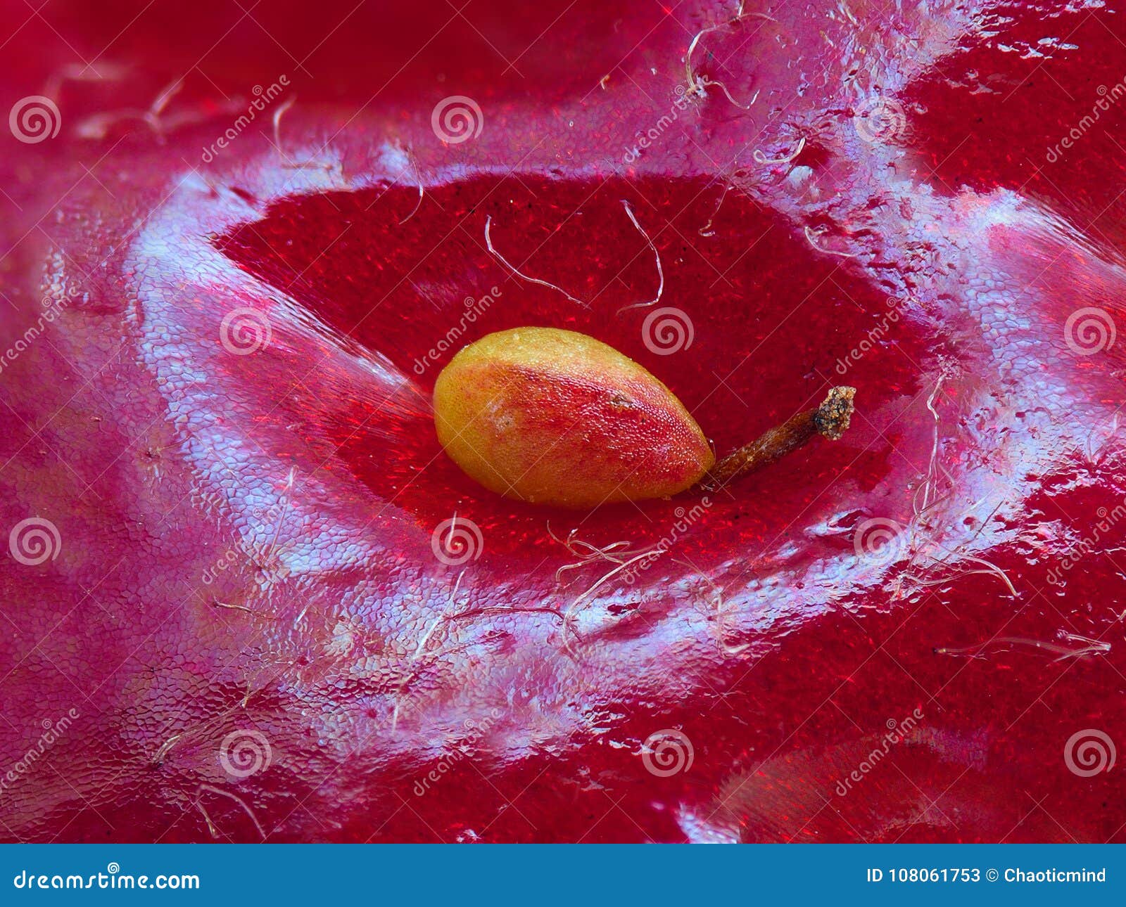 Single Seed on Surface of Strawberry at High Magnification Stock Image ...