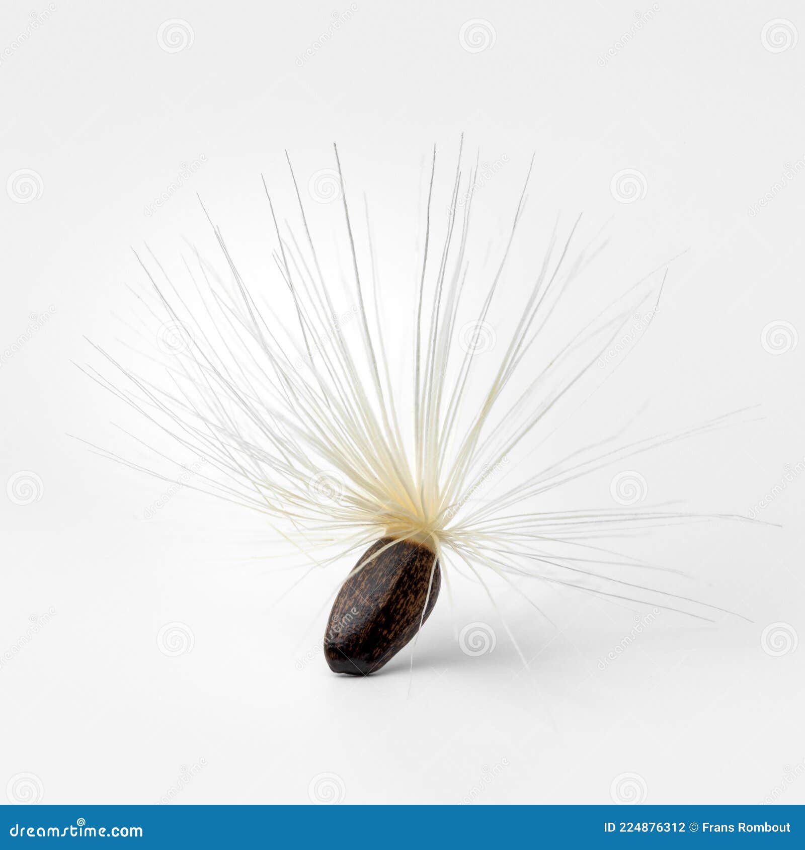 Single Seed With White Pappus Of A Blessed Milkthistle On White ...