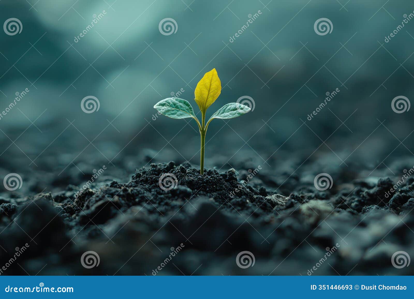 Single Seedling Emerging from Dark Soil, Symbolizing Growth and New ...