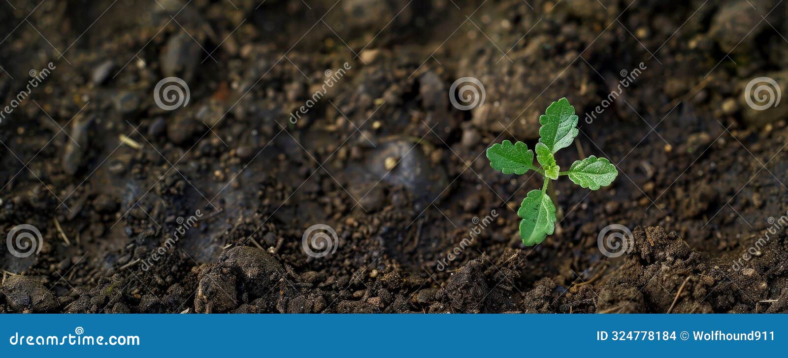 A Single Seedling Growing from the Ground, with Its First Leaves ...