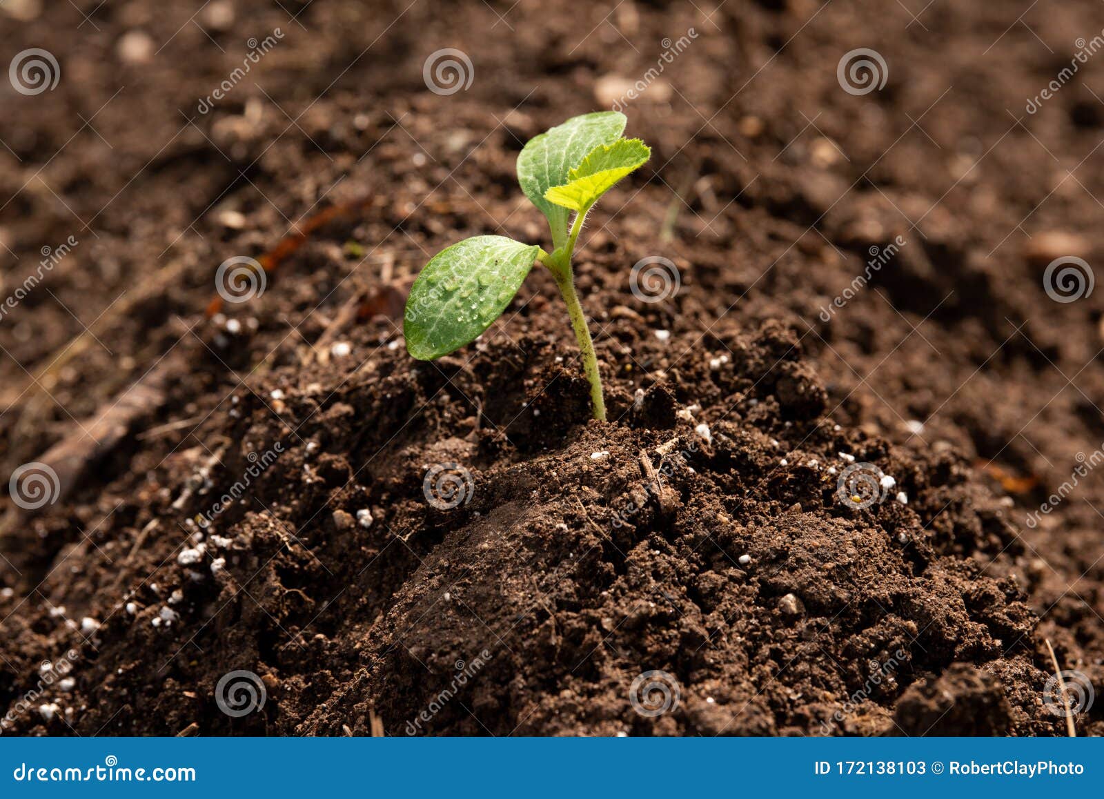 A Single Seedling Planted in Cultivated Soil Stock Image - Image of ...