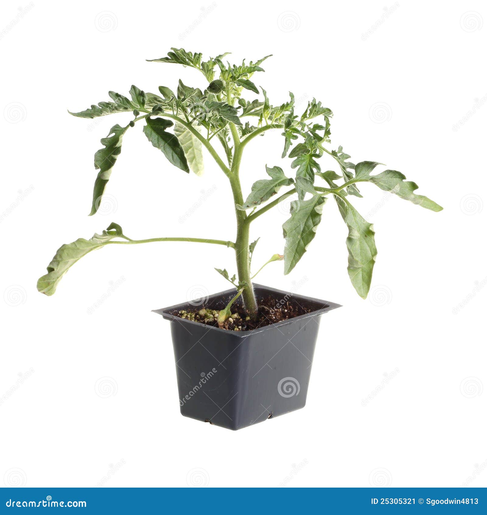 Single Seedling of a Tomato Isolated Against White Stock Image - Image ...
