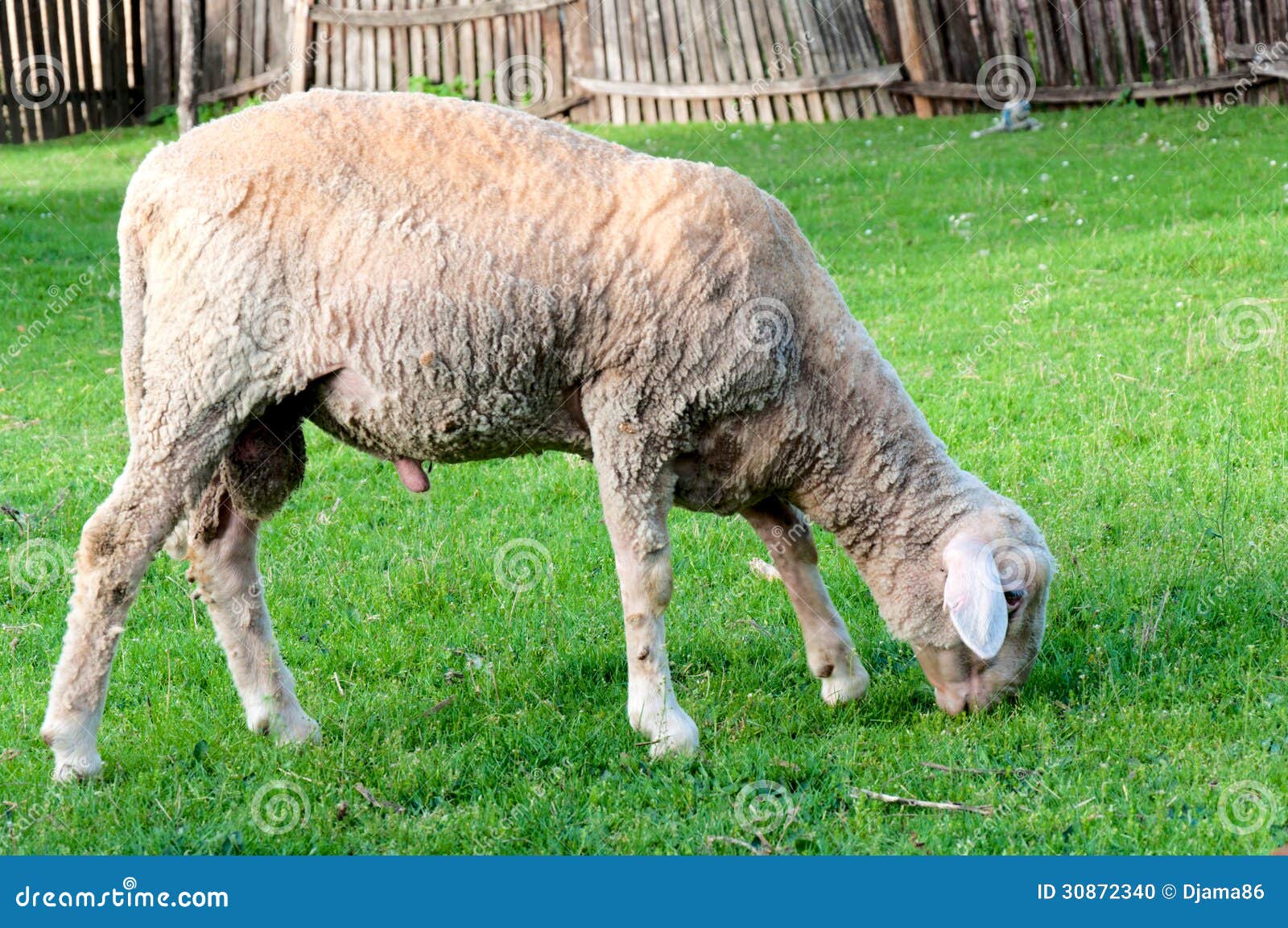 Single sheep stock photo. Image of woolly, rural, farming - 30872340