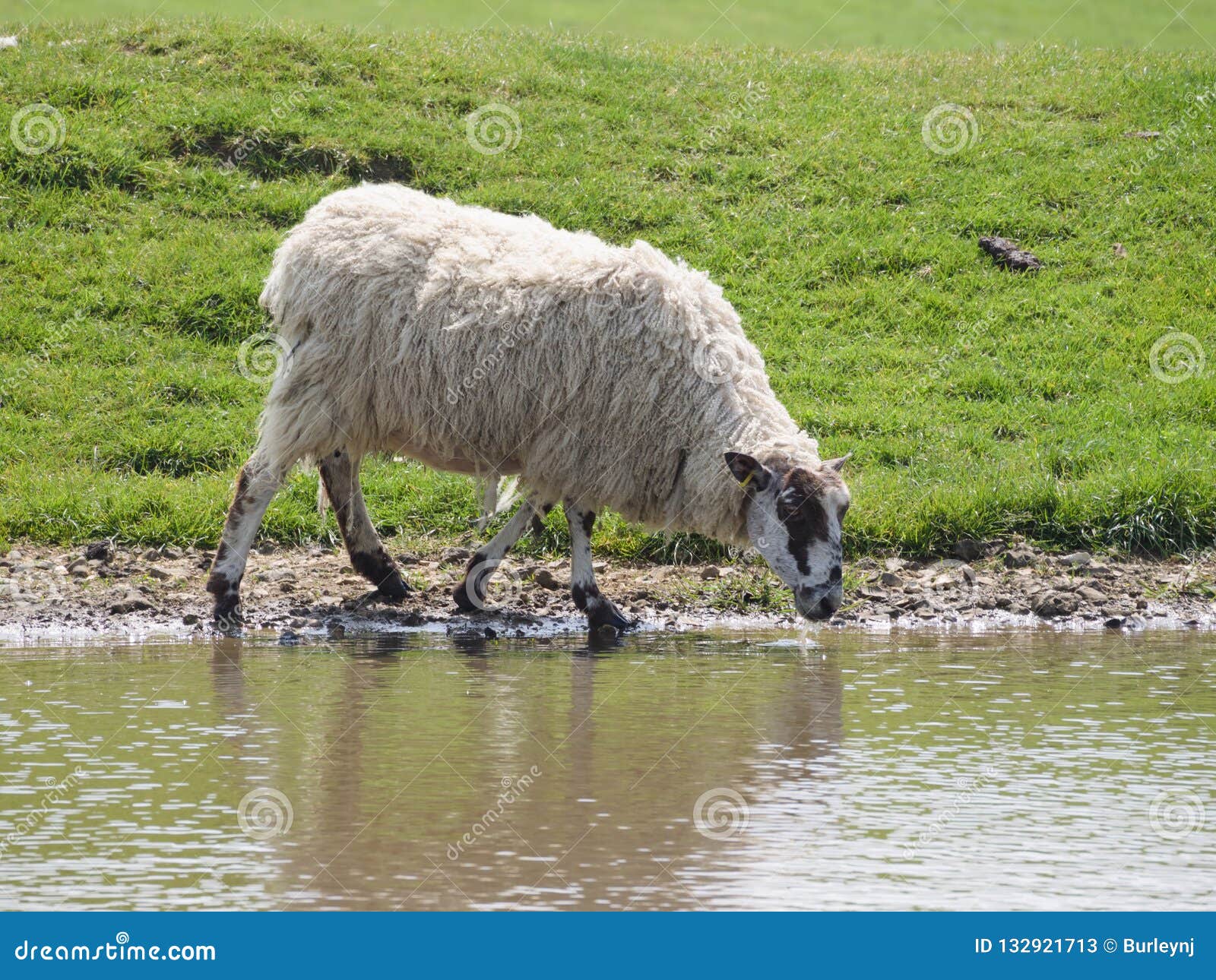 Sheep Drinking From Trough Northern Cape Province South Africa Royalty ...