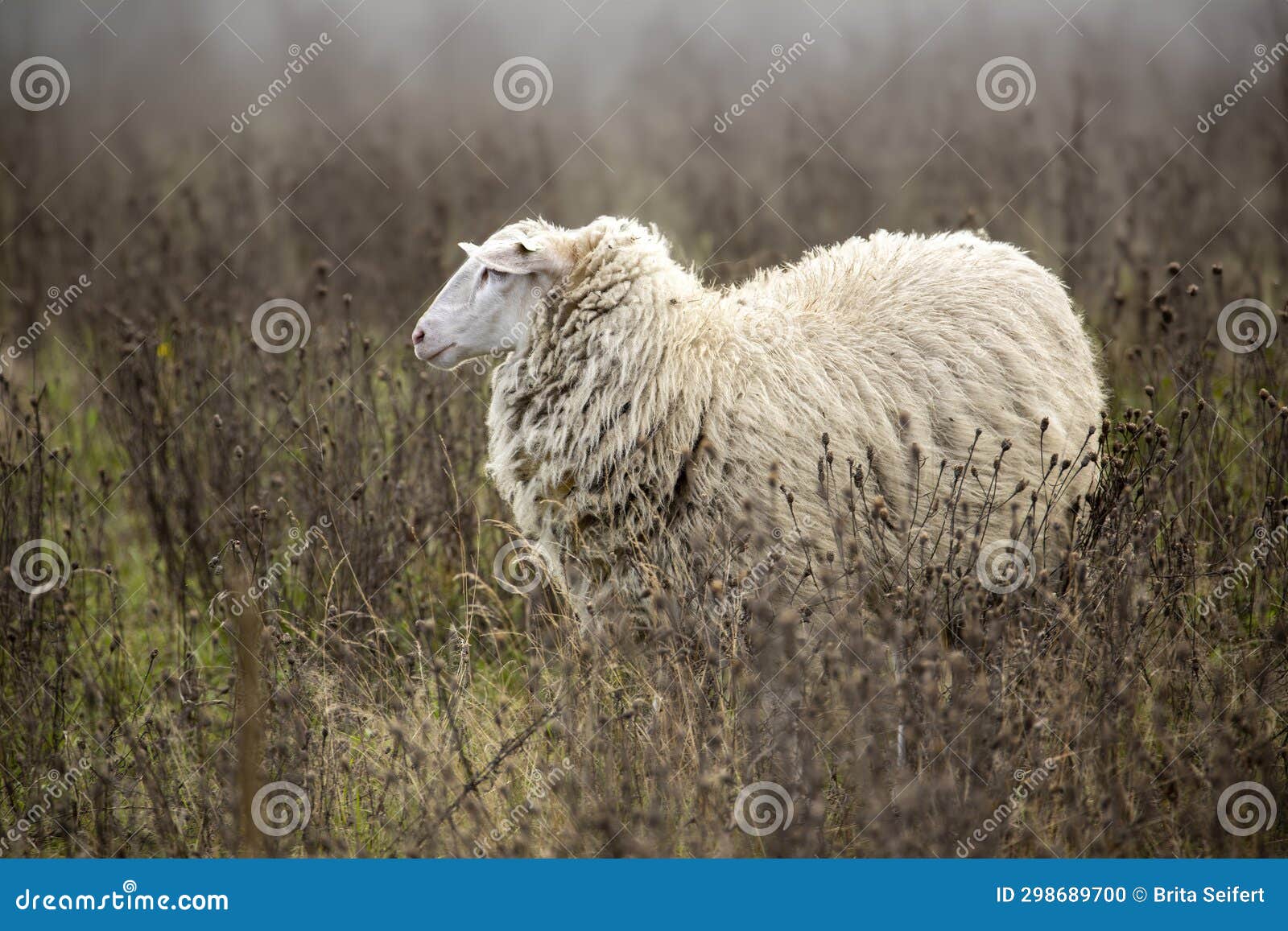 Single Sheep on the Farm in Late Autumn Stock Photo - Image of outside ...