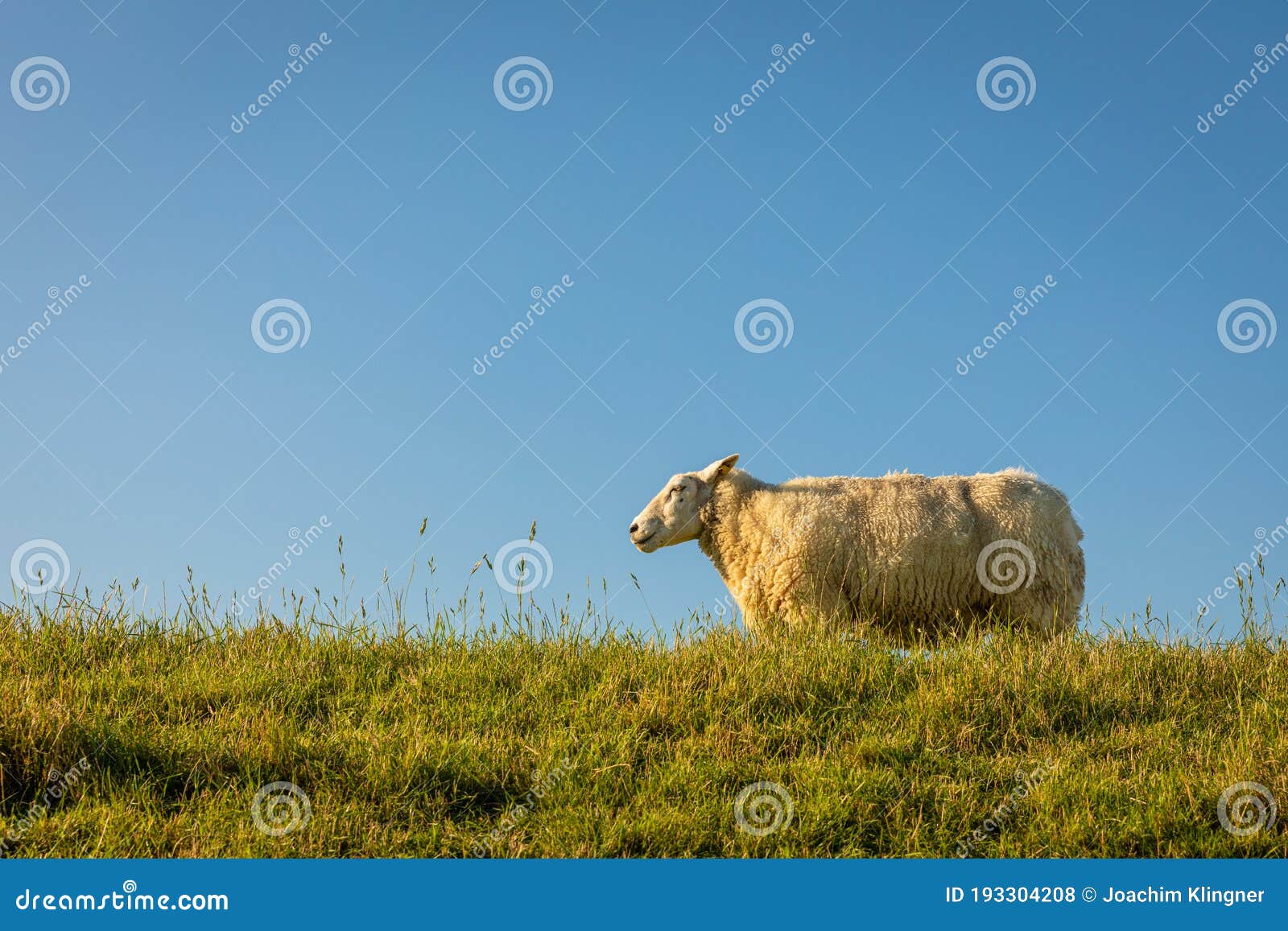 Single Sheep on Gras in Front of a Blue Sky Stock Photo - Image of ...