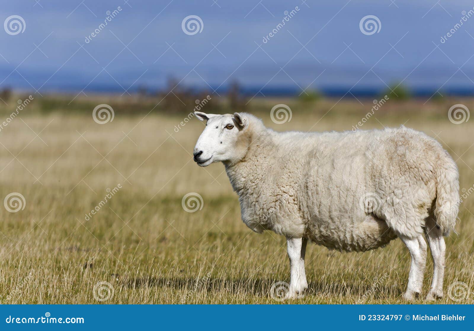 Single Sheep on Grass in Scottish Highlands Stock Image - Image of ...