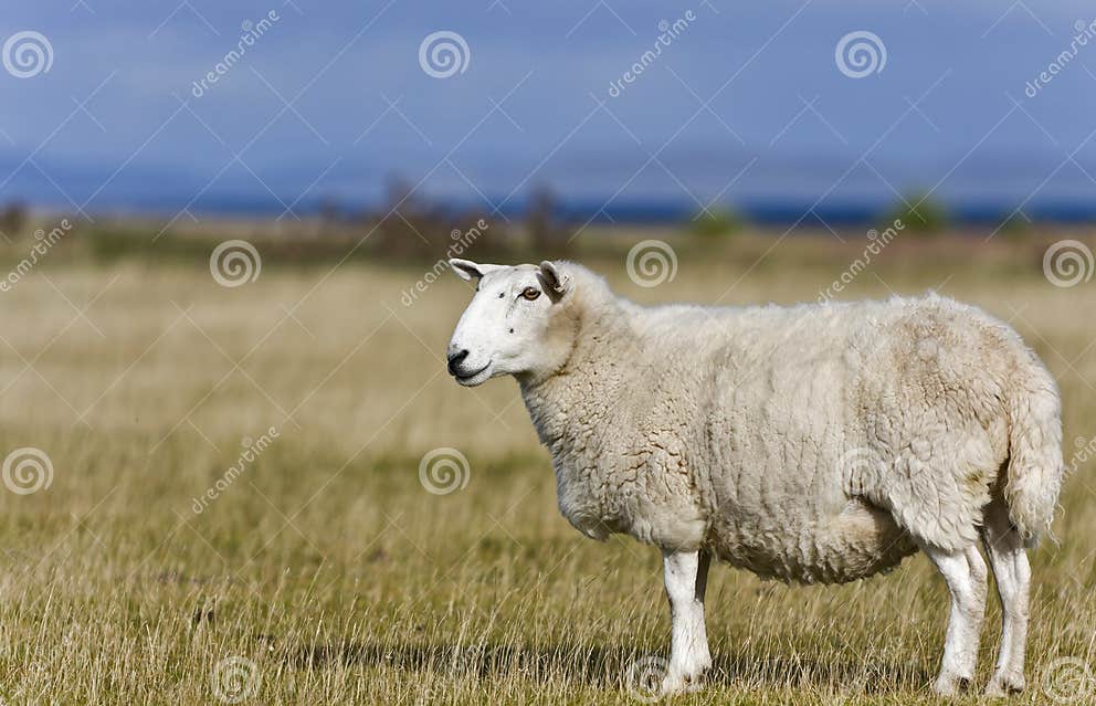 Single Sheep on Grass in Scottish Highlands Stock Image - Image of ...