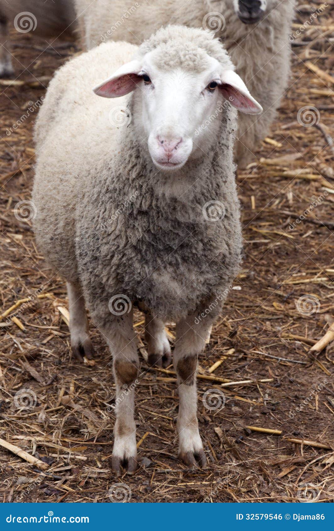 Single sheep stock photo. Image of heat, bushy, looking - 32579546