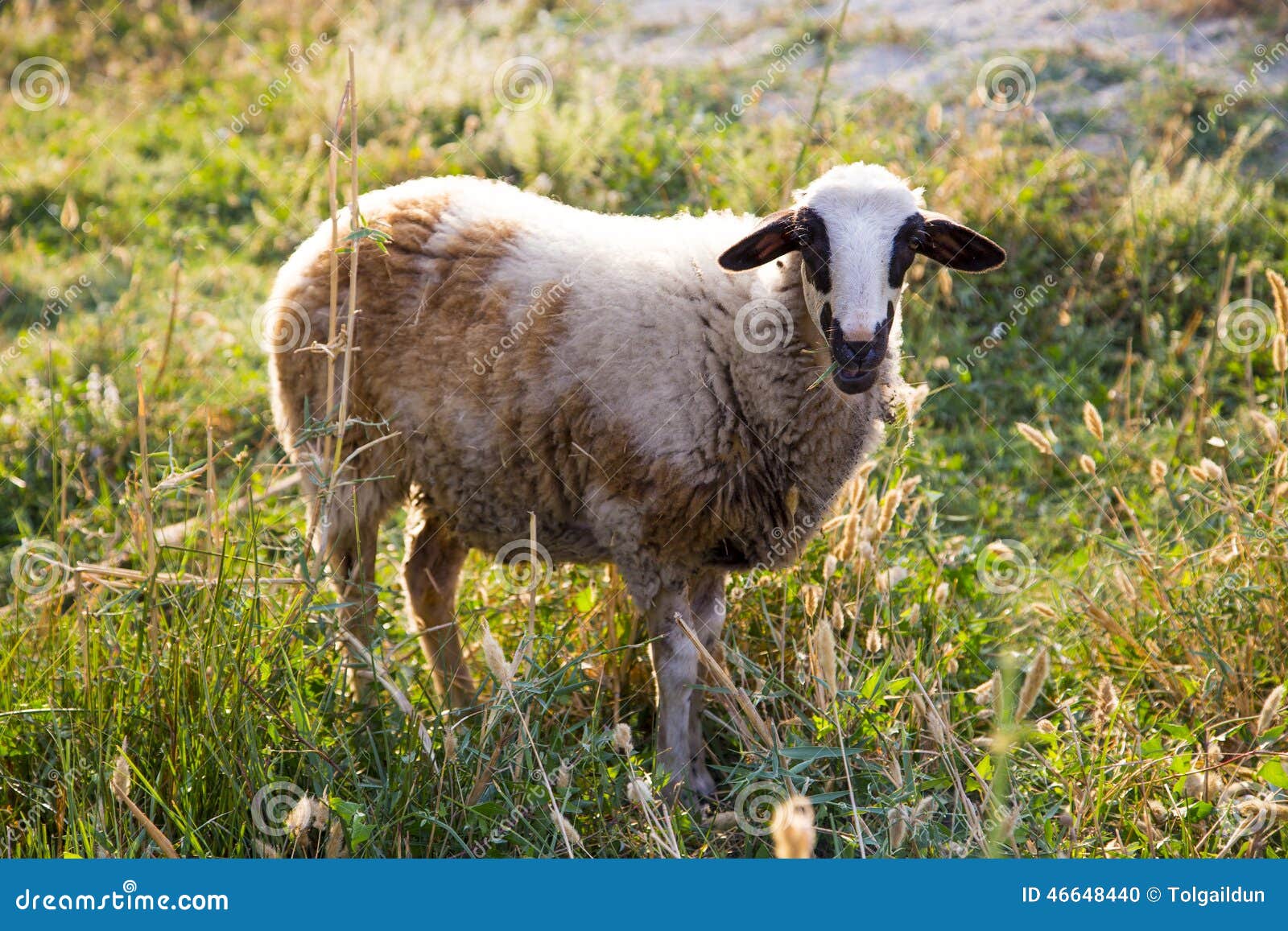 Single Sheep Looking at Camera in Green Field Stock Photo - Image of ...