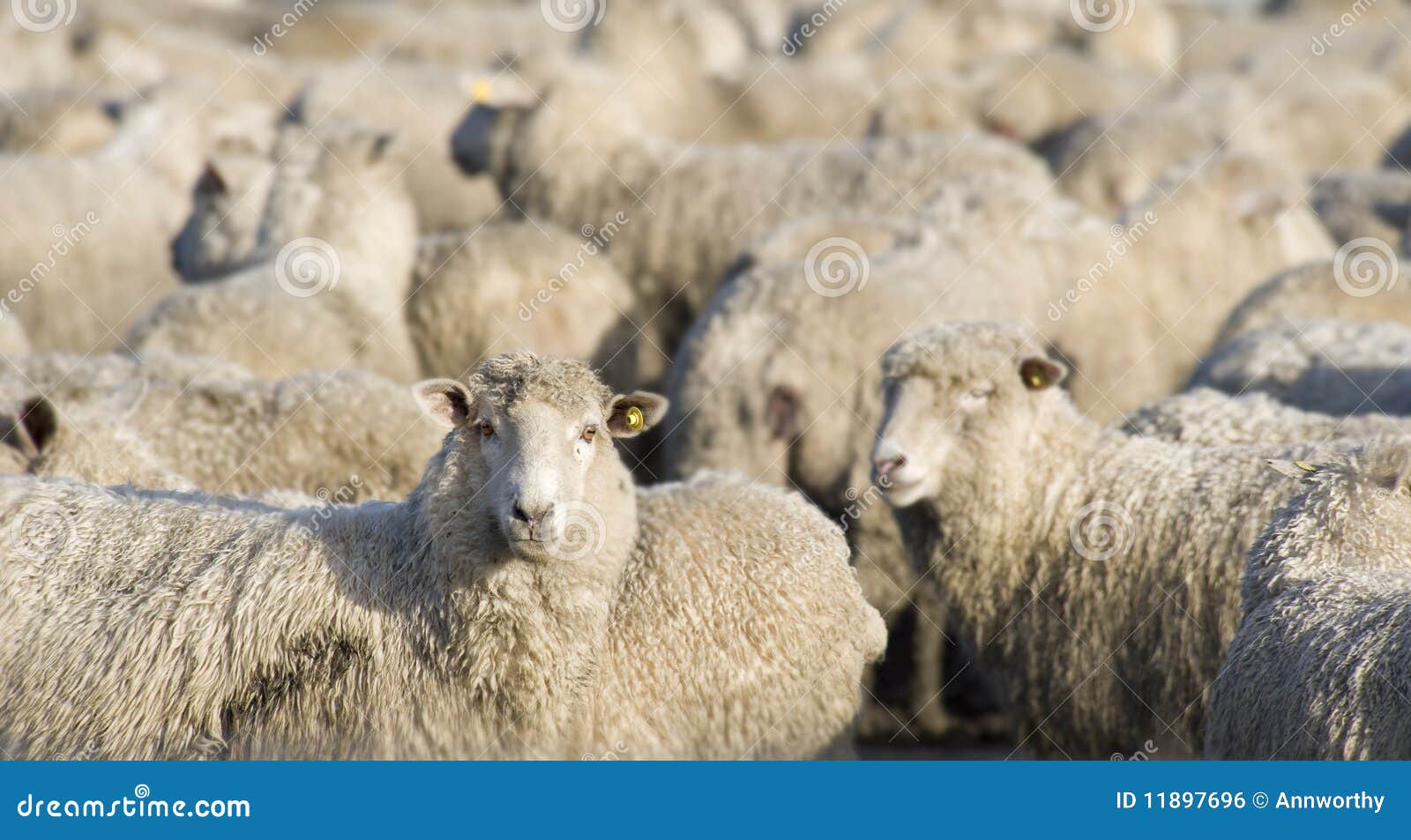 Single Sheep Looking at Camera Out of Herd Stock Photo - Image of ...