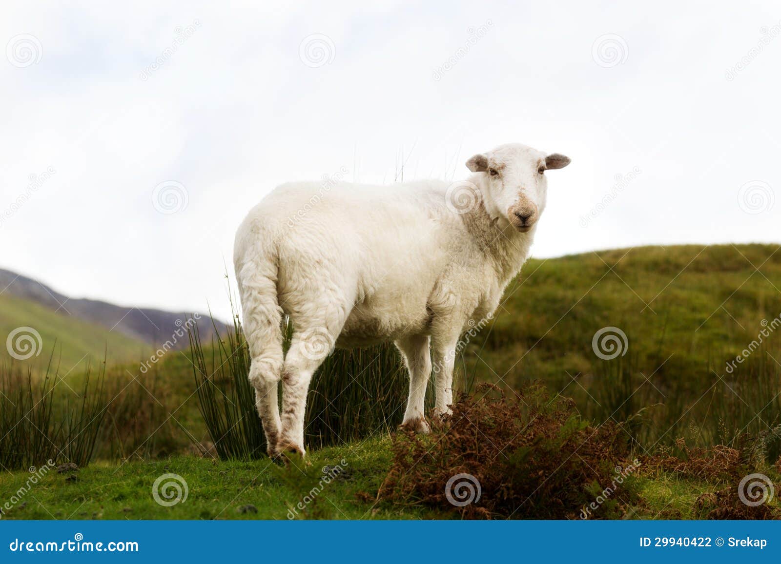 Sheep stock photo. Image of wool, looking, cloud, lone - 29940422